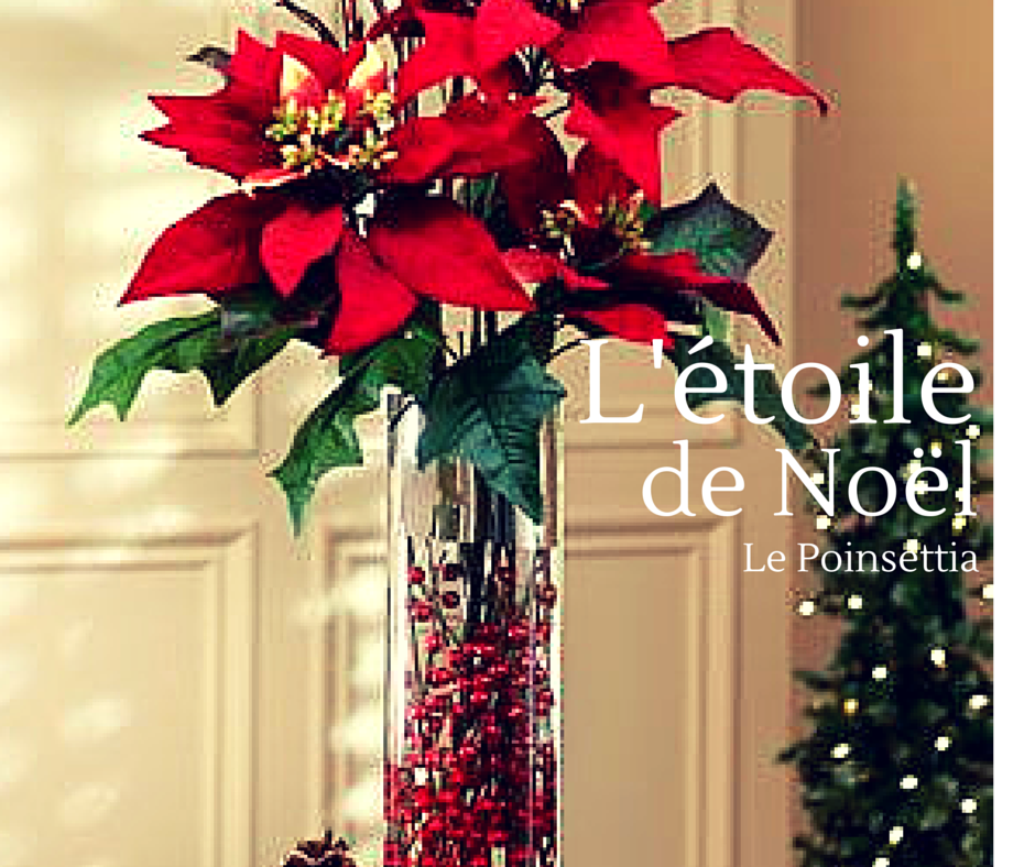 La fleur de Noël ou étoile rouge : Le Poinsettia: