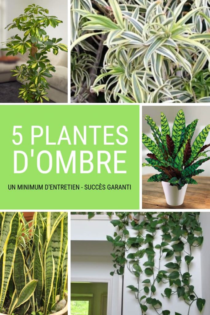 Plante d'intérieur d'ombre : lesquels choisir